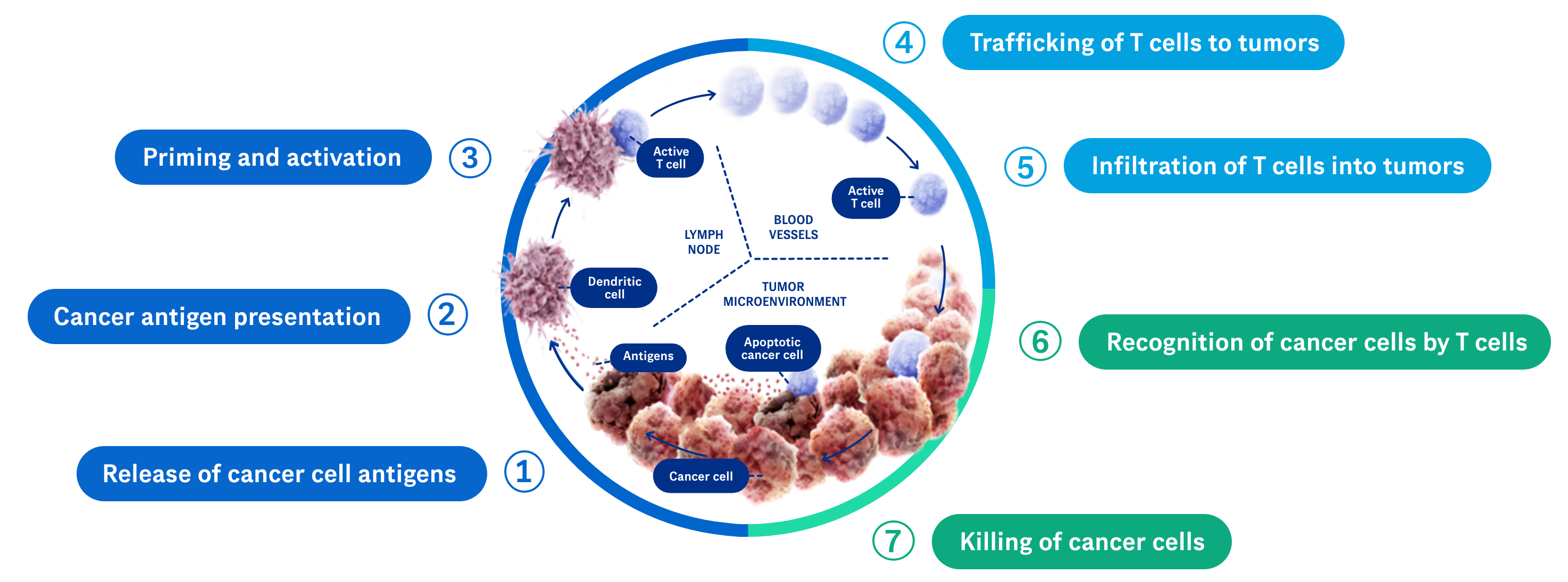 Genentech Cancer Immunology