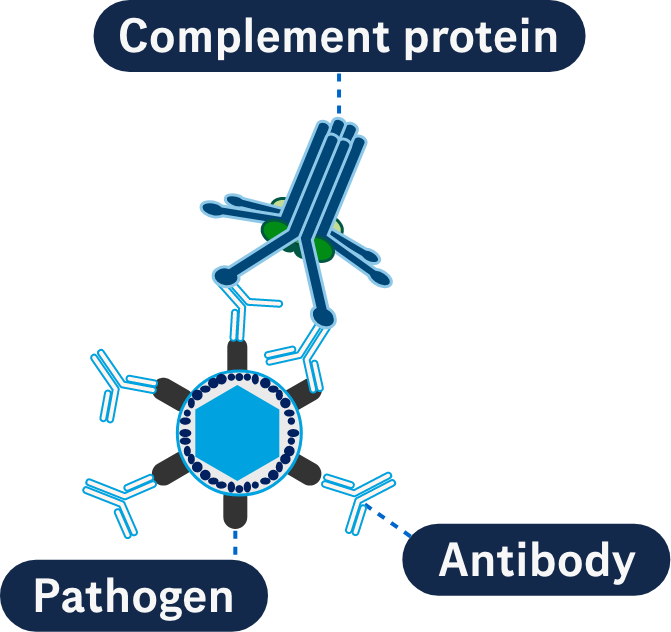 Immunoglobulins in Patients with Multiple Sclerosis