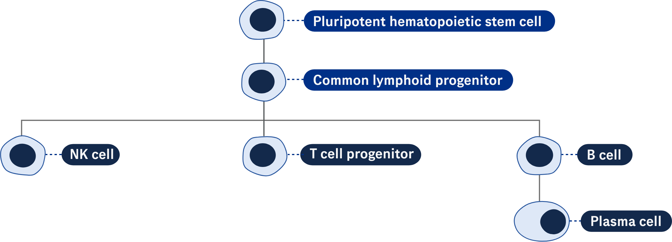 Immunoglobulins in Patients with Multiple Sclerosis