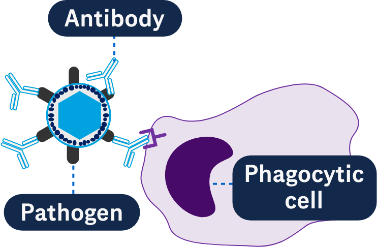 Immunoglobulins in Patients with Multiple Sclerosis