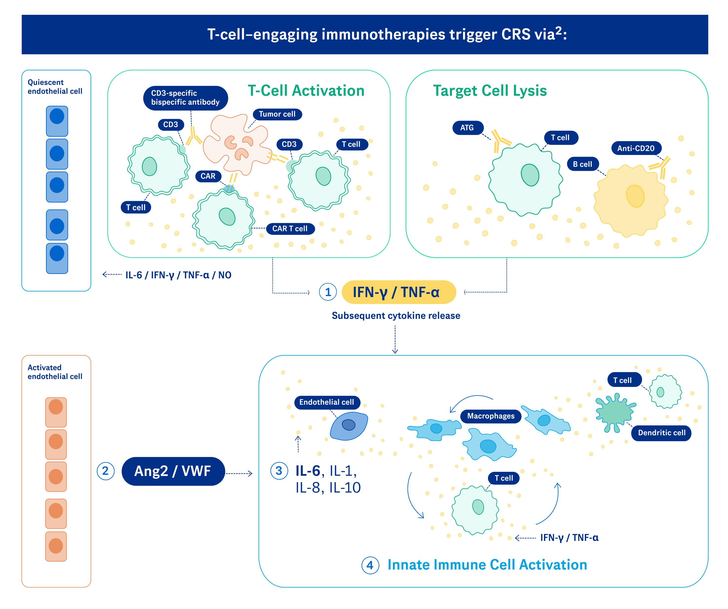 Genentech Cytokine Release Syndrome