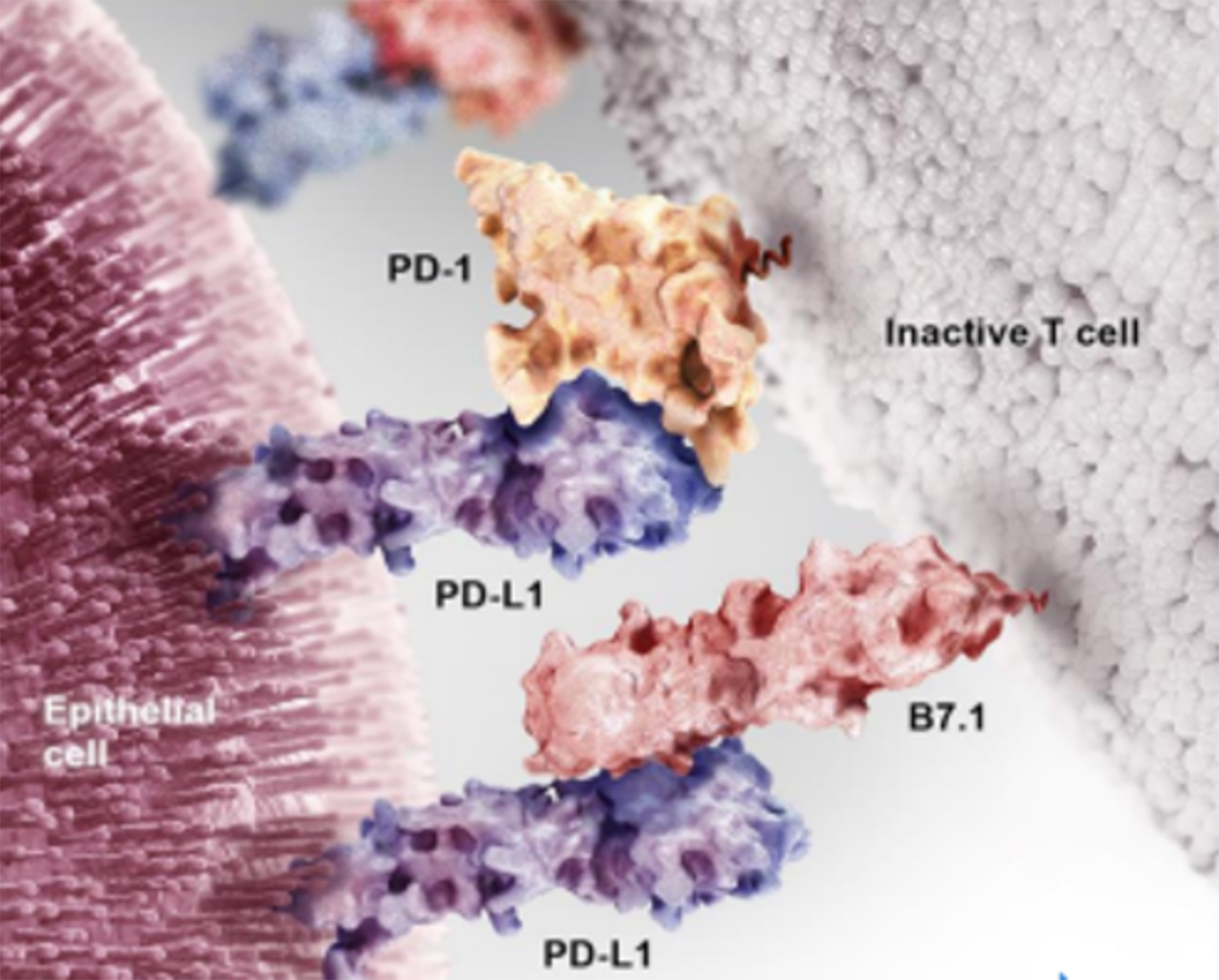 Genentech Cancer Immunology