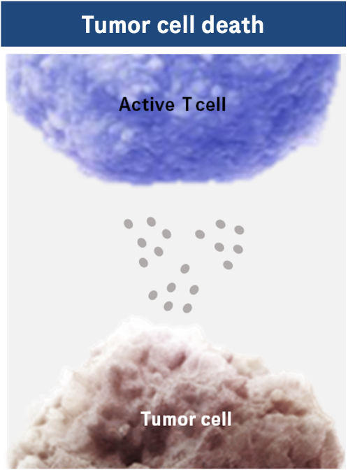 Genentech Cancer Immunology