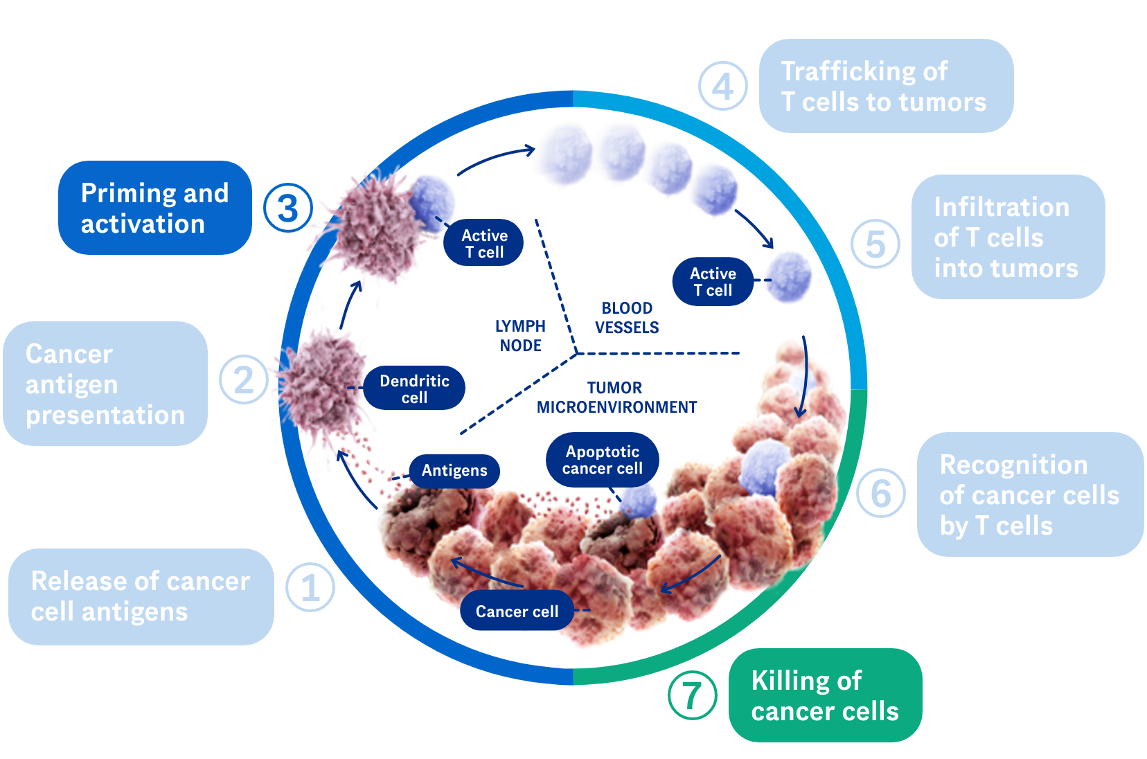 Genentech Cancer Immunology