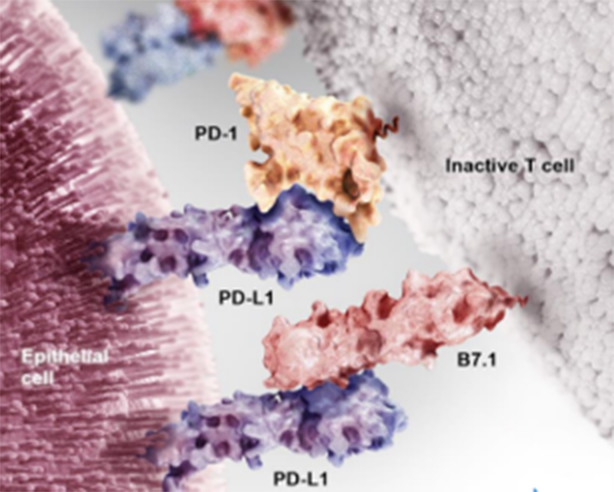 Genentech Cancer Immunology
