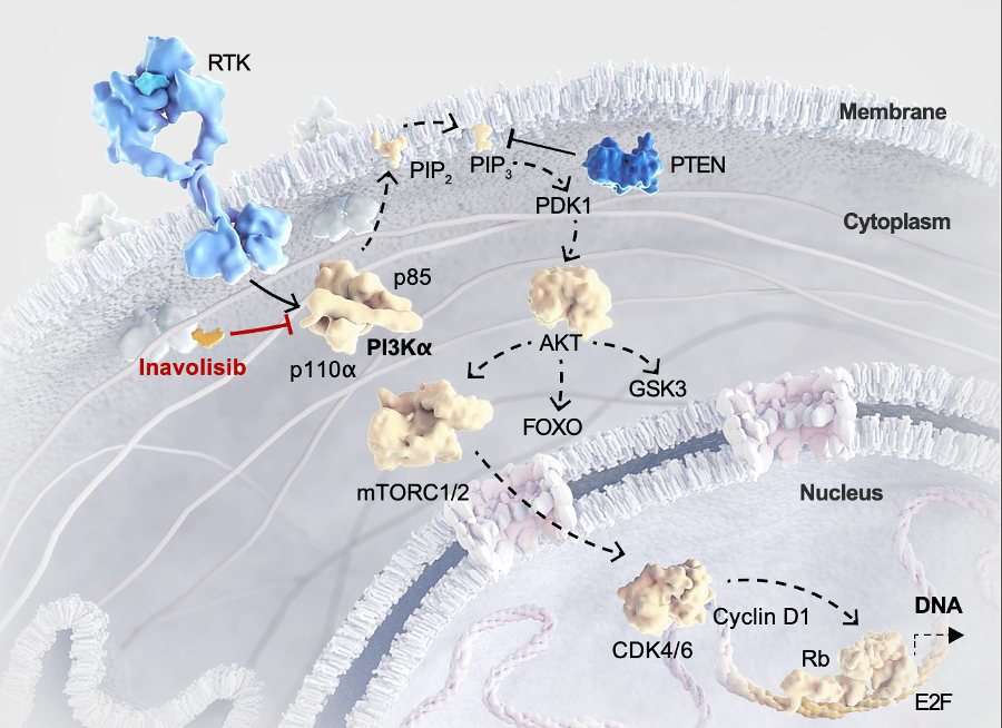 Inavolisib | Oncology and Hematology | Genentech Pipeline and Clinical ...